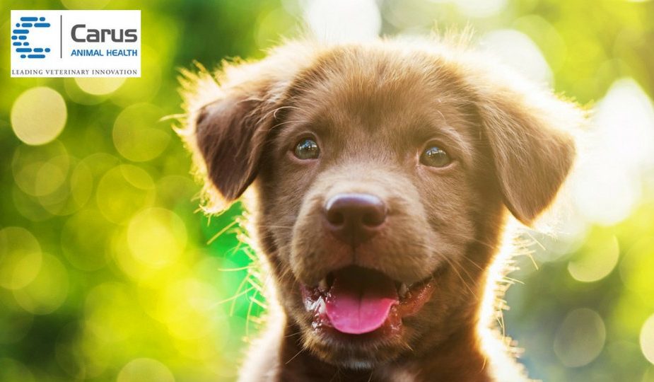 Carus Animal Health and Intract Pharma Enter Agreement to Develop Novel ...
